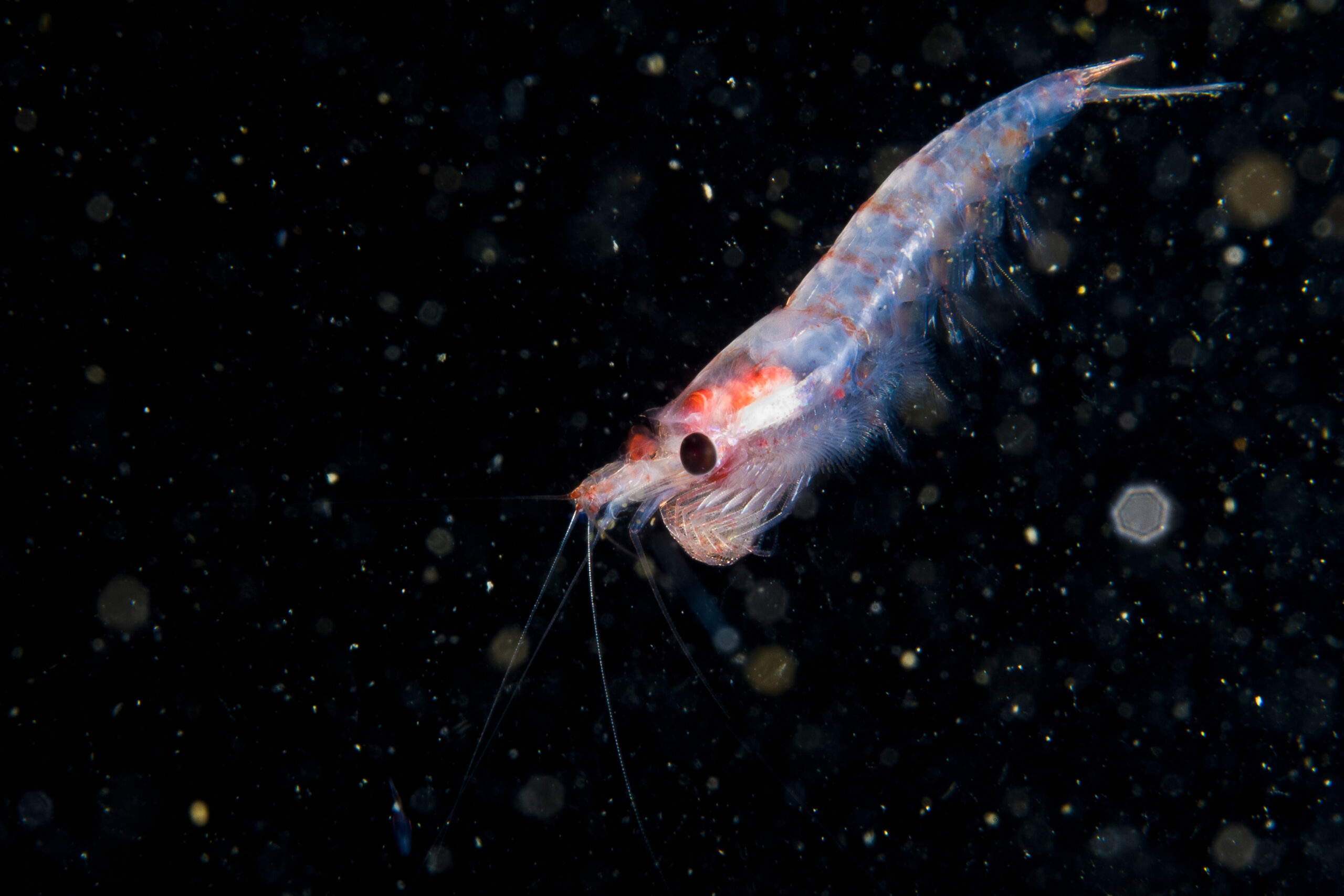 NITG: Green krill fishing technology strongly protected